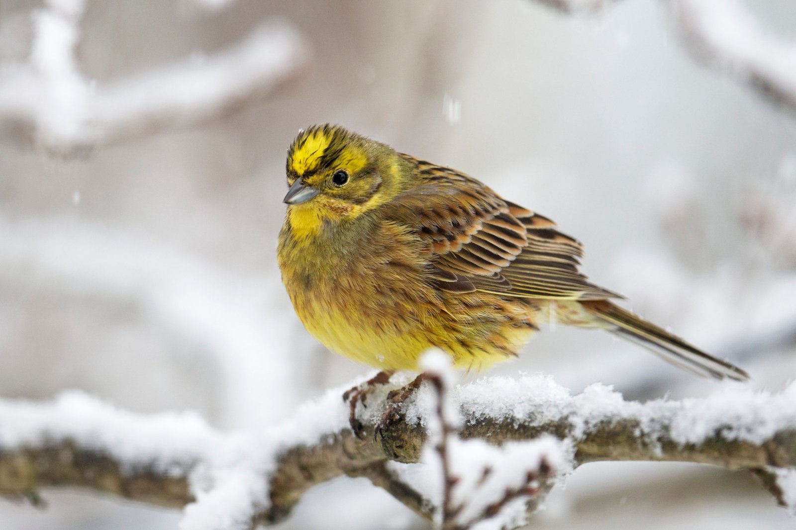 Gulspurv hann Jan Erik Røer - Fauna.no